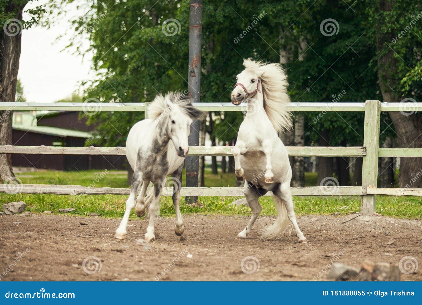 Two White Horses Running, Playing and Having Fun Together Stock Image ...