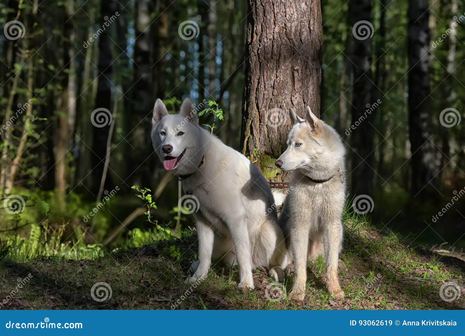 Two, White, Husky, in, the, Forest, Stock Image - Image of portrait ...