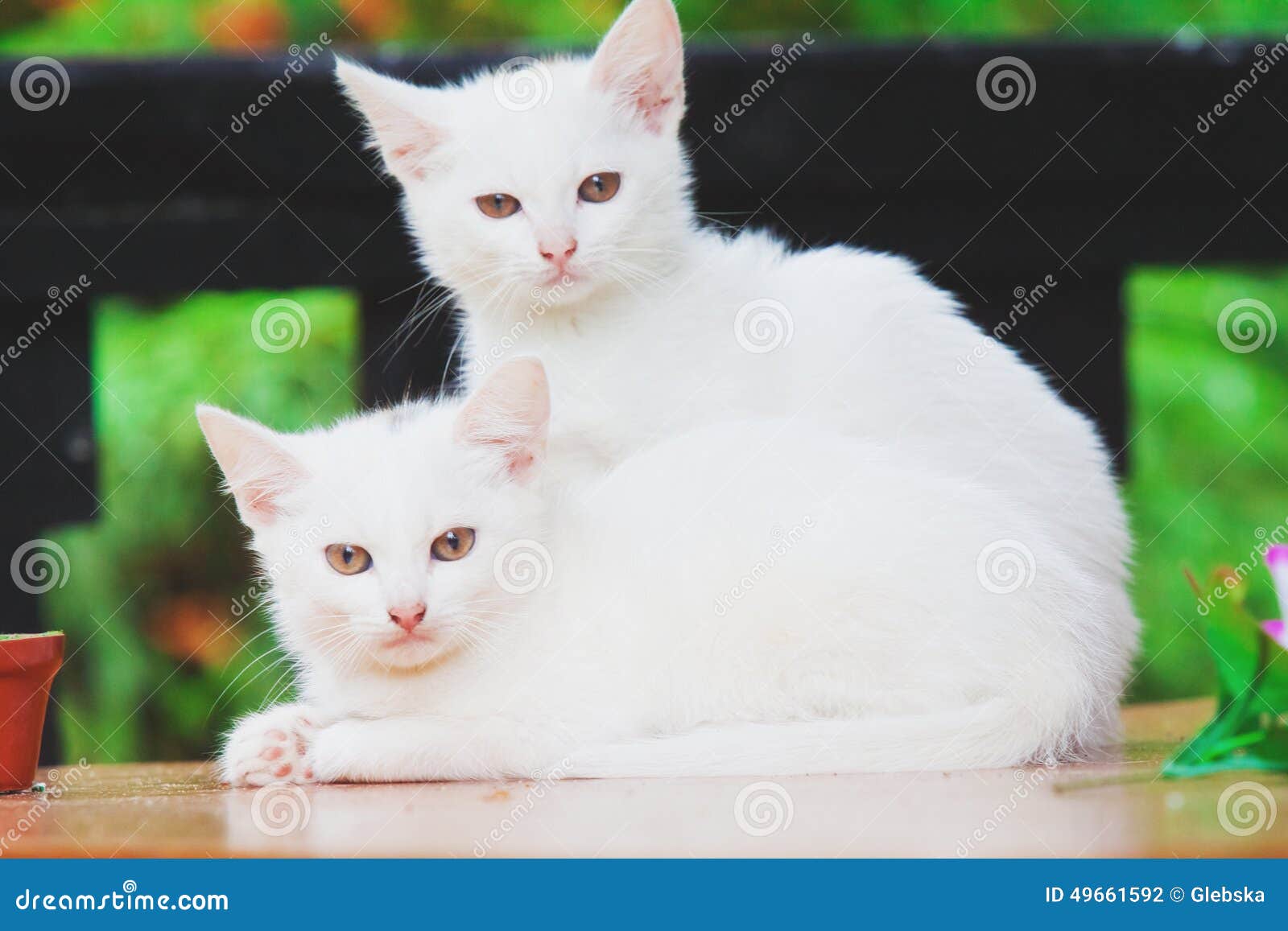 Two white kitten stock photo. Image of lying, little - 49661592