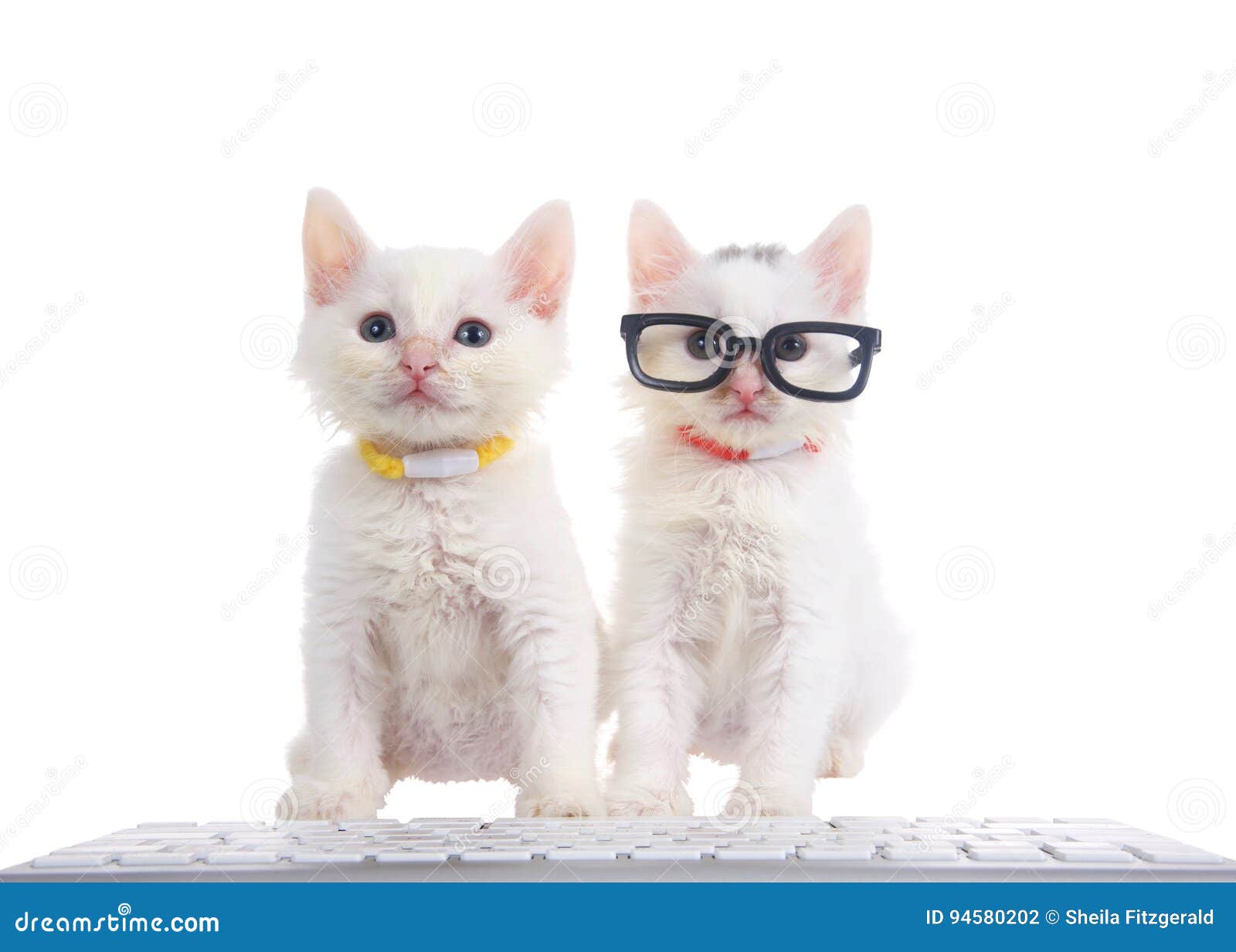 Two White Kittens, One Wearing Glasses at a Computer Keyboard Stock ...