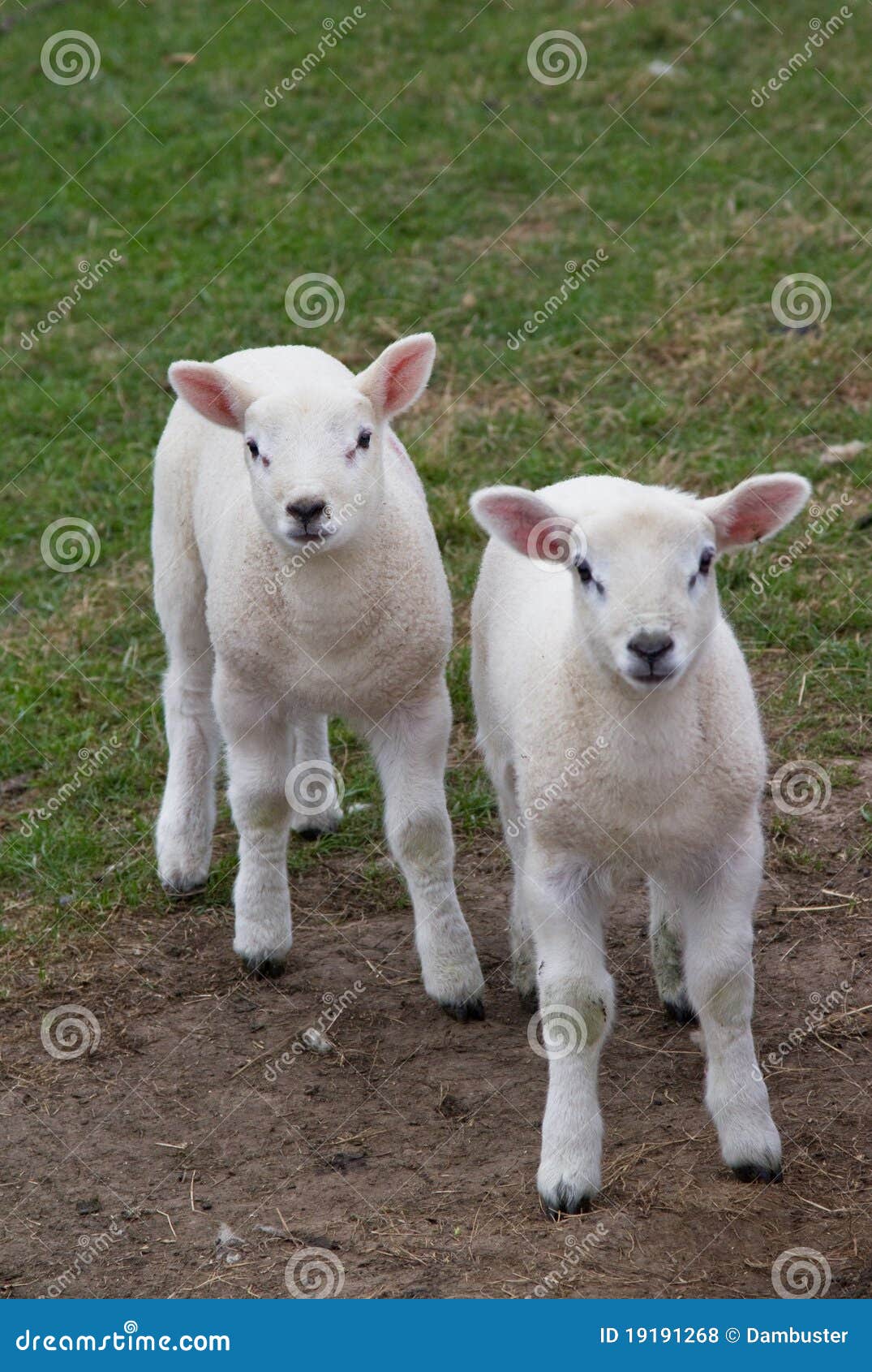 Lambs sheep stock photo. Image of ovis, spring, stood - 19191268