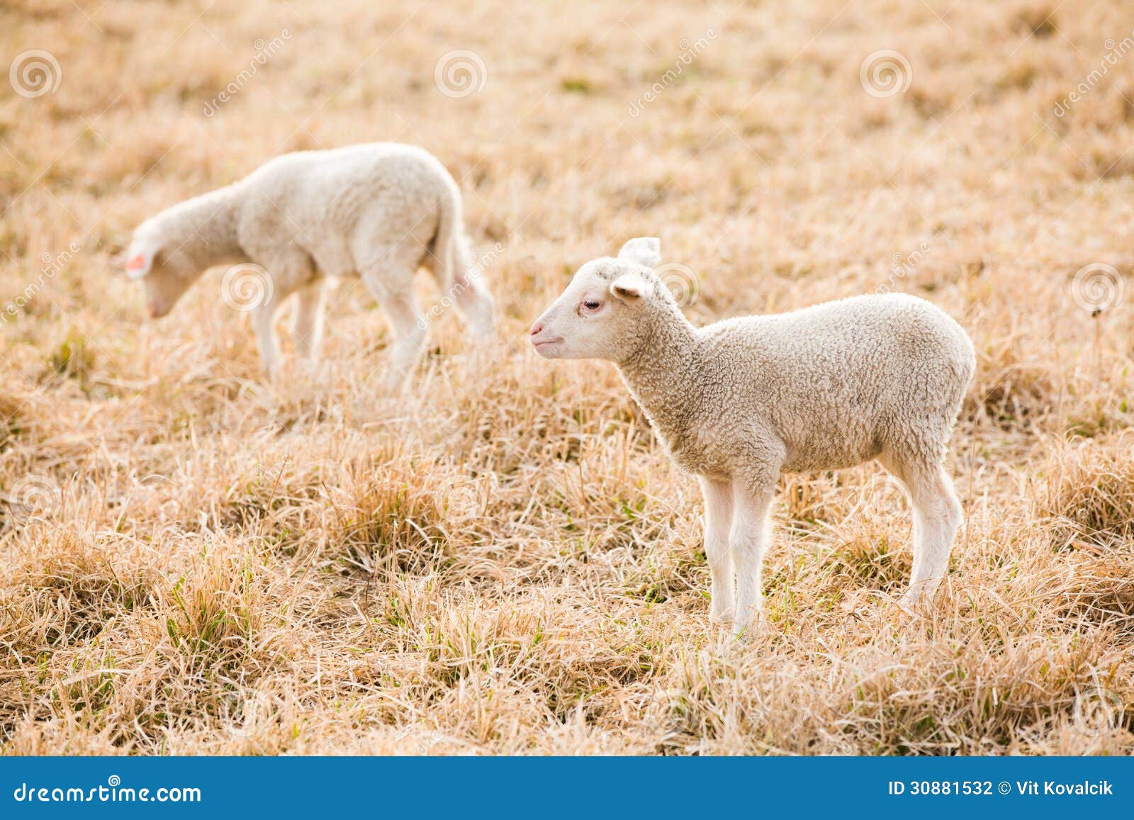 Two White Lambs Feeding on Pasture Stock Photo - Image of grass ...