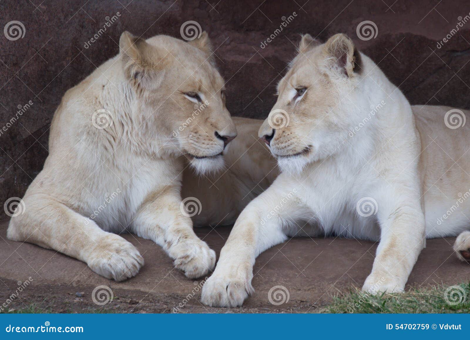 Two white lionesses stock image. Image of female, canada - 54702759