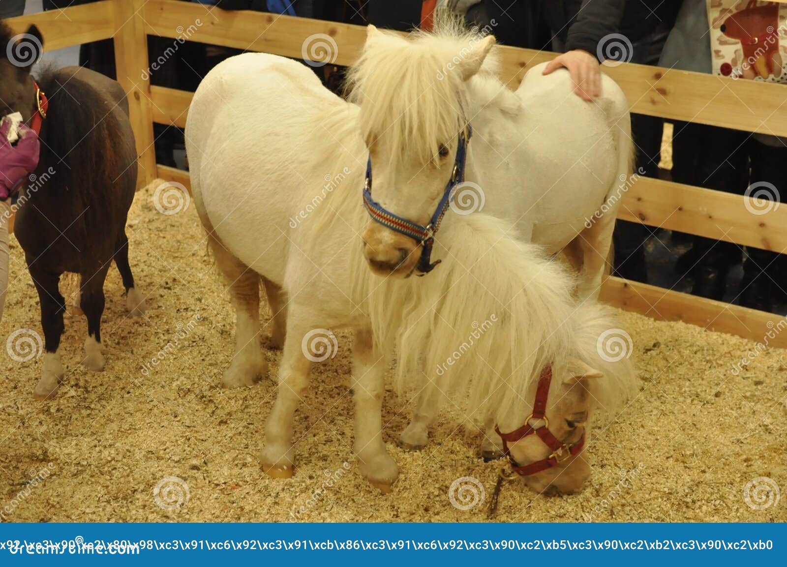 Two white little ponies stock image. Image of nice, animals - 88354839