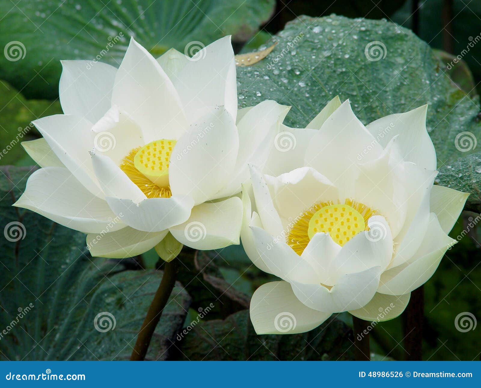 Two White Lotus stock photo. Image of flower, lotus, nature - 48986526