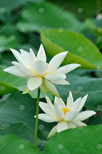 Two white lotus flower stock image. Image of leaves, twins - 14537567