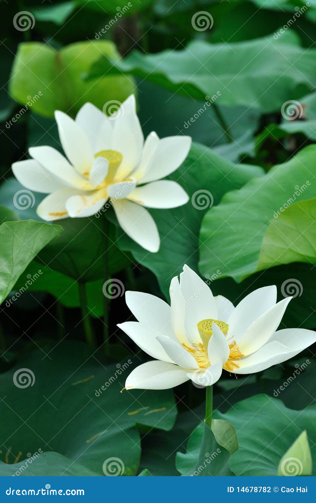 Two white lotus flower stock photo. Image of golden, leaves - 14678782