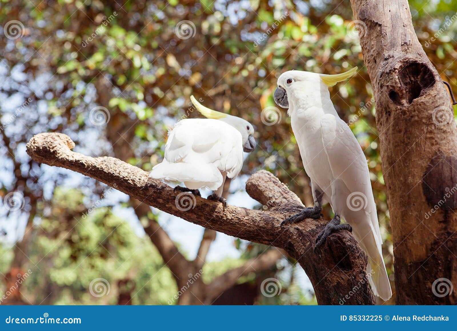 Two White Parrot Bird Mating on Wood Stock Image - Image of cockatoo ...