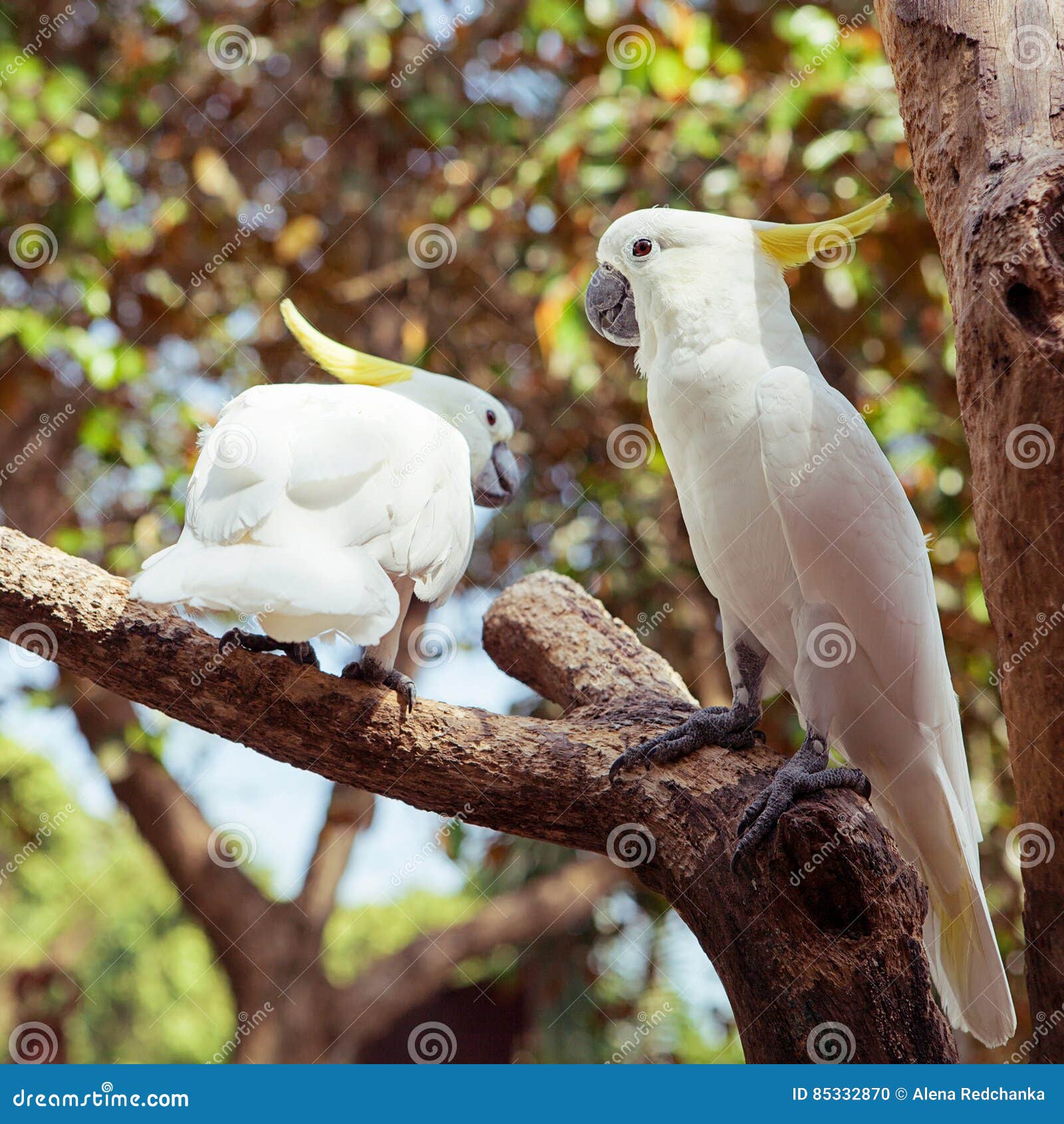 Two White Parrot Bird Mating on Wood Stock Photo - Image of portrait ...