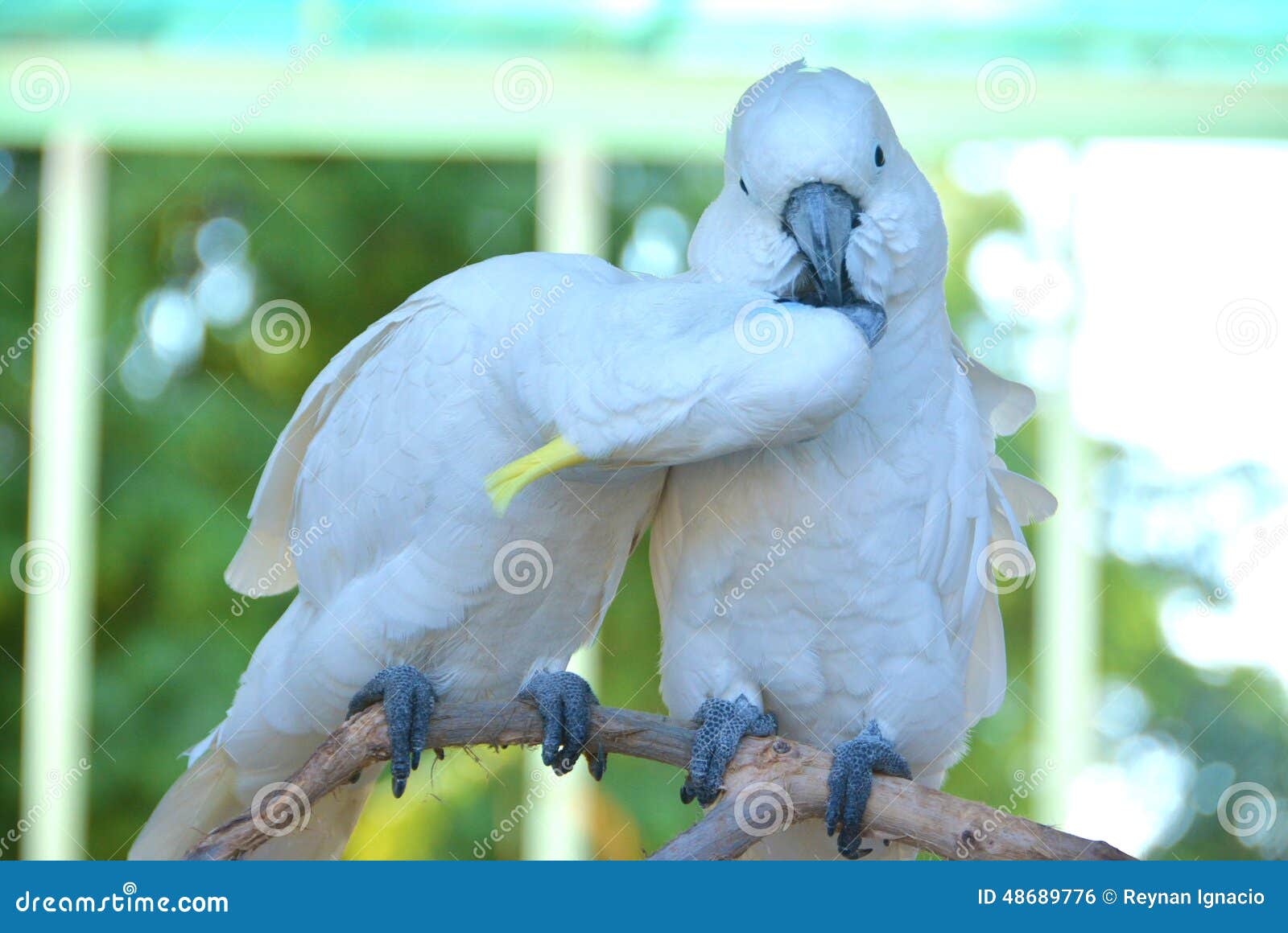 Two White Parrot Kissing on a Tree Branch. Stock Photo - Image of ...