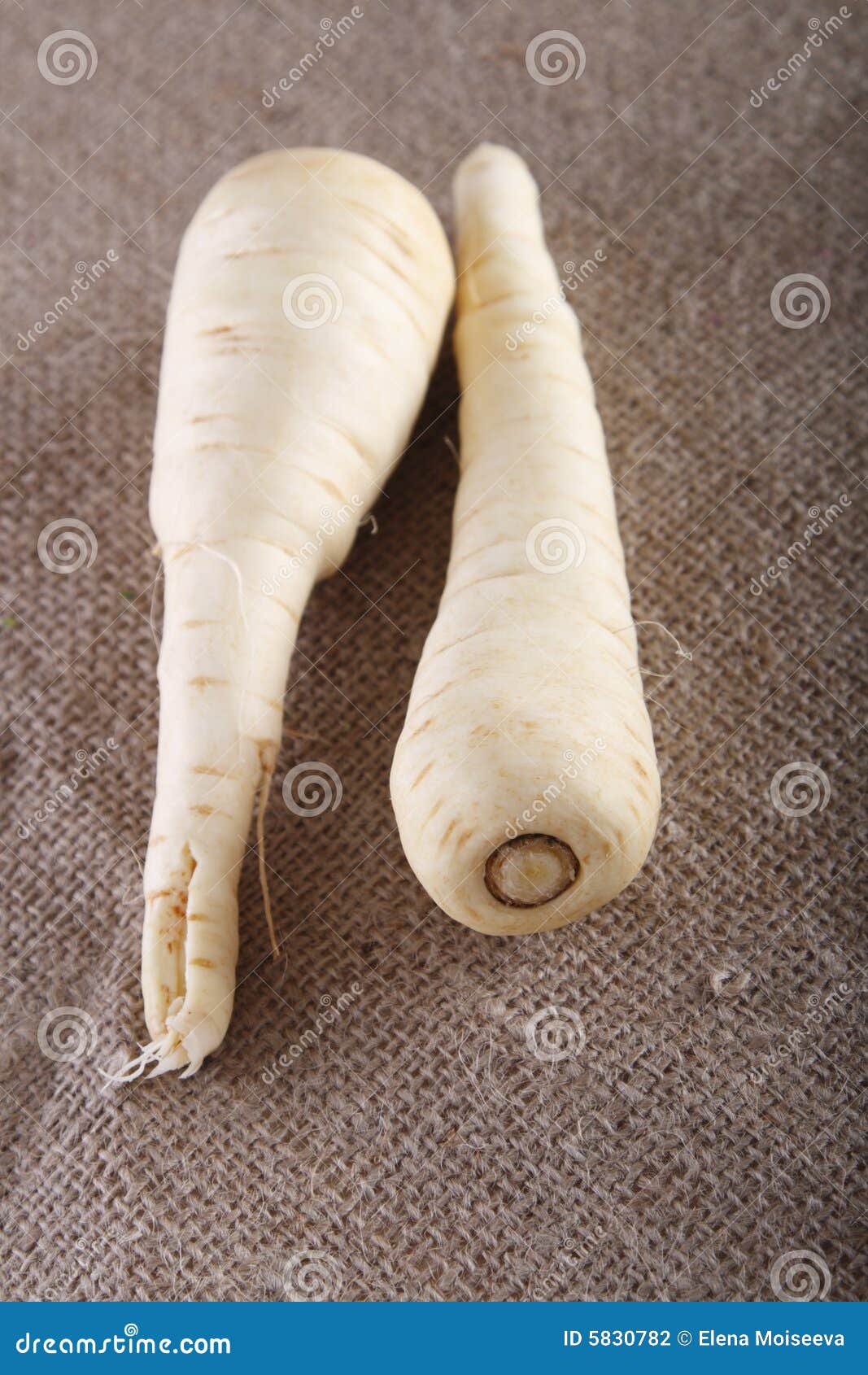 Two White Parsnip Roots on Brown Hessian Rustic Stock Photo - Image of ...