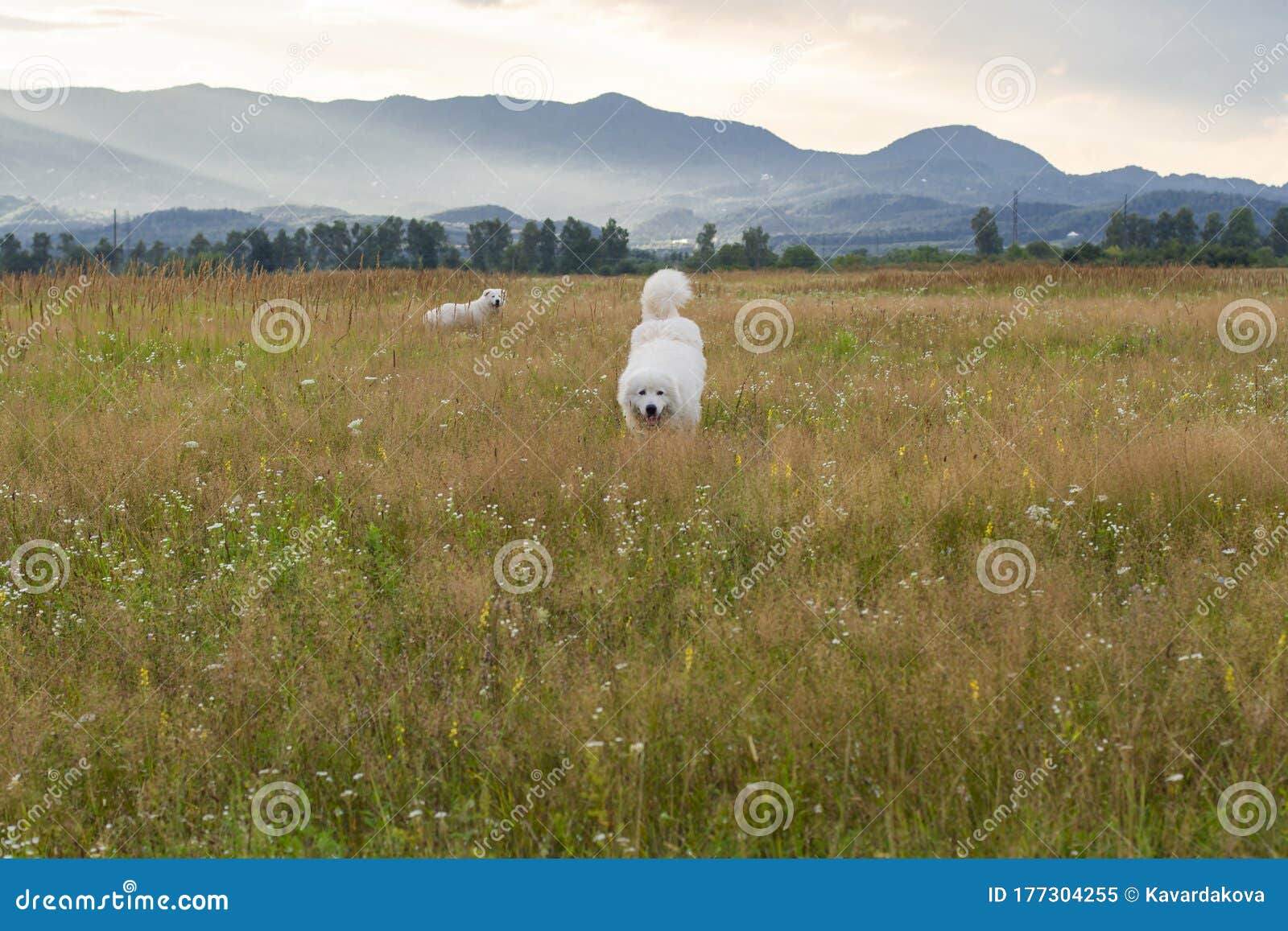 Two White Pedigree Dogs Walk in the Field Stock Image - Image of ...