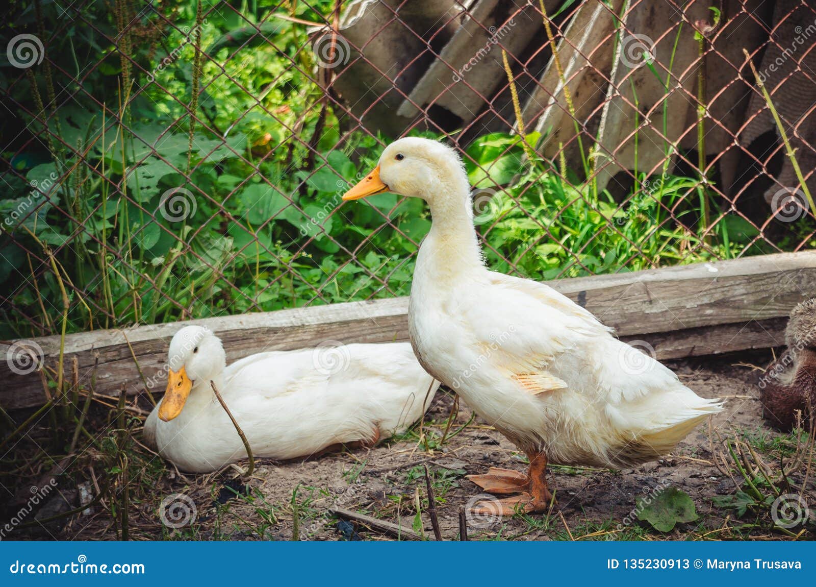 Two White Peking Ducks in a Poultry Farm in Summer Day Stock Image ...