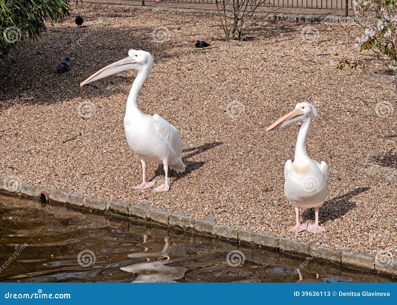 Two White Pelicans in the Park Stock Image - Image of national, lake ...