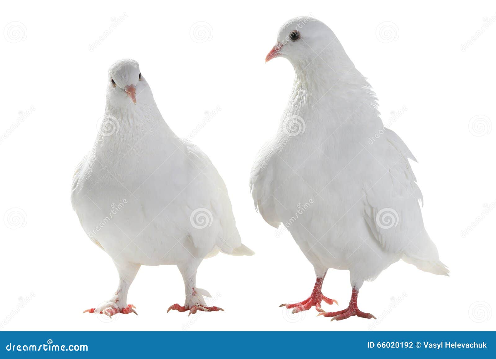 Two white pigeon stock photo. Image of wing, freedom - 66020192