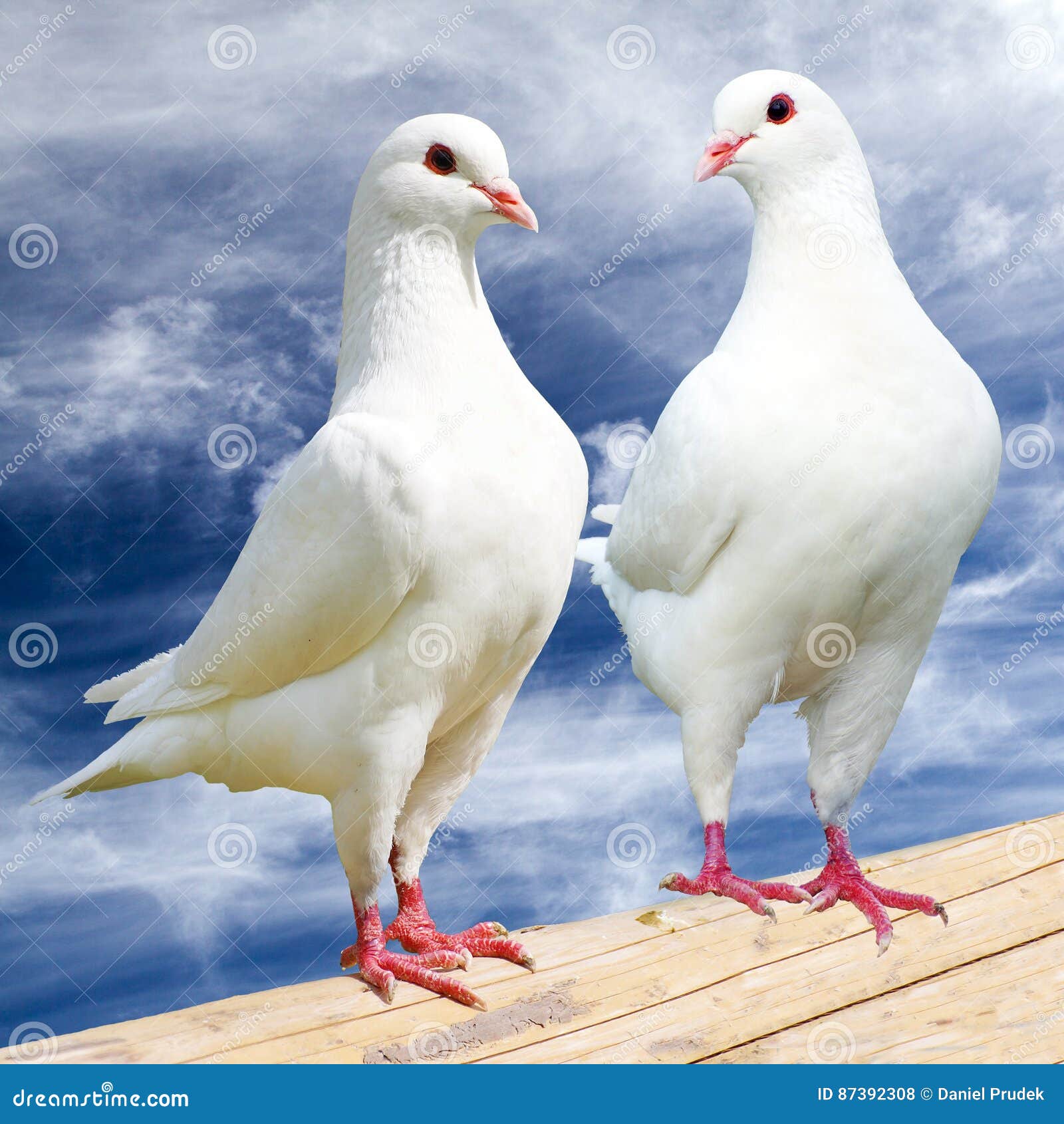 Two White Pigeon on Perch with Cloudy Sky Stock Photo - Image of blue ...