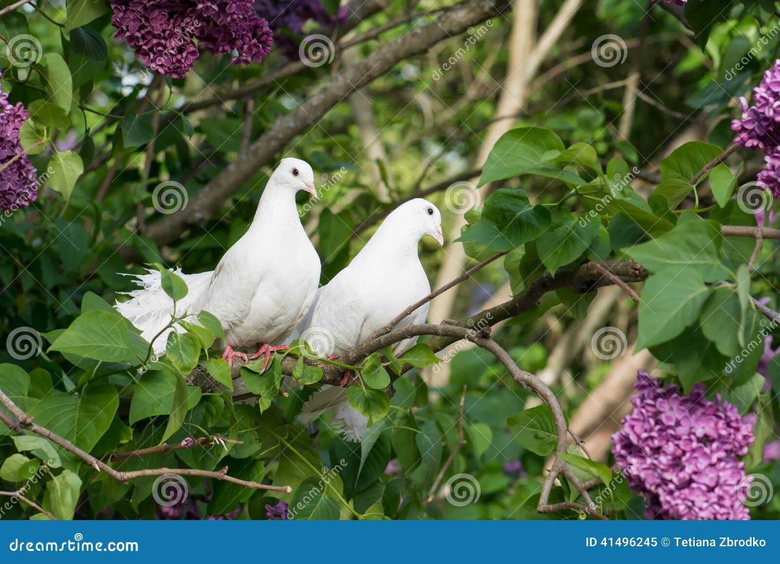 Two white pigeons stock image. Image of lilac, bright - 41496245