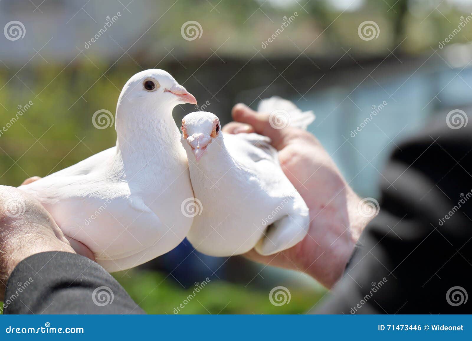 Two White Pigeons Hands Breeders Stock Photos - Free & Royalty-Free ...