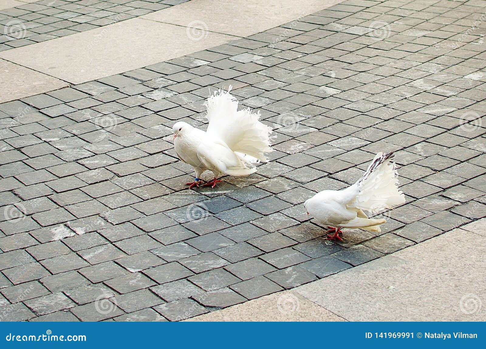 Two White Pigeons Walk on the Sidewalk Stock Image - Image of life ...