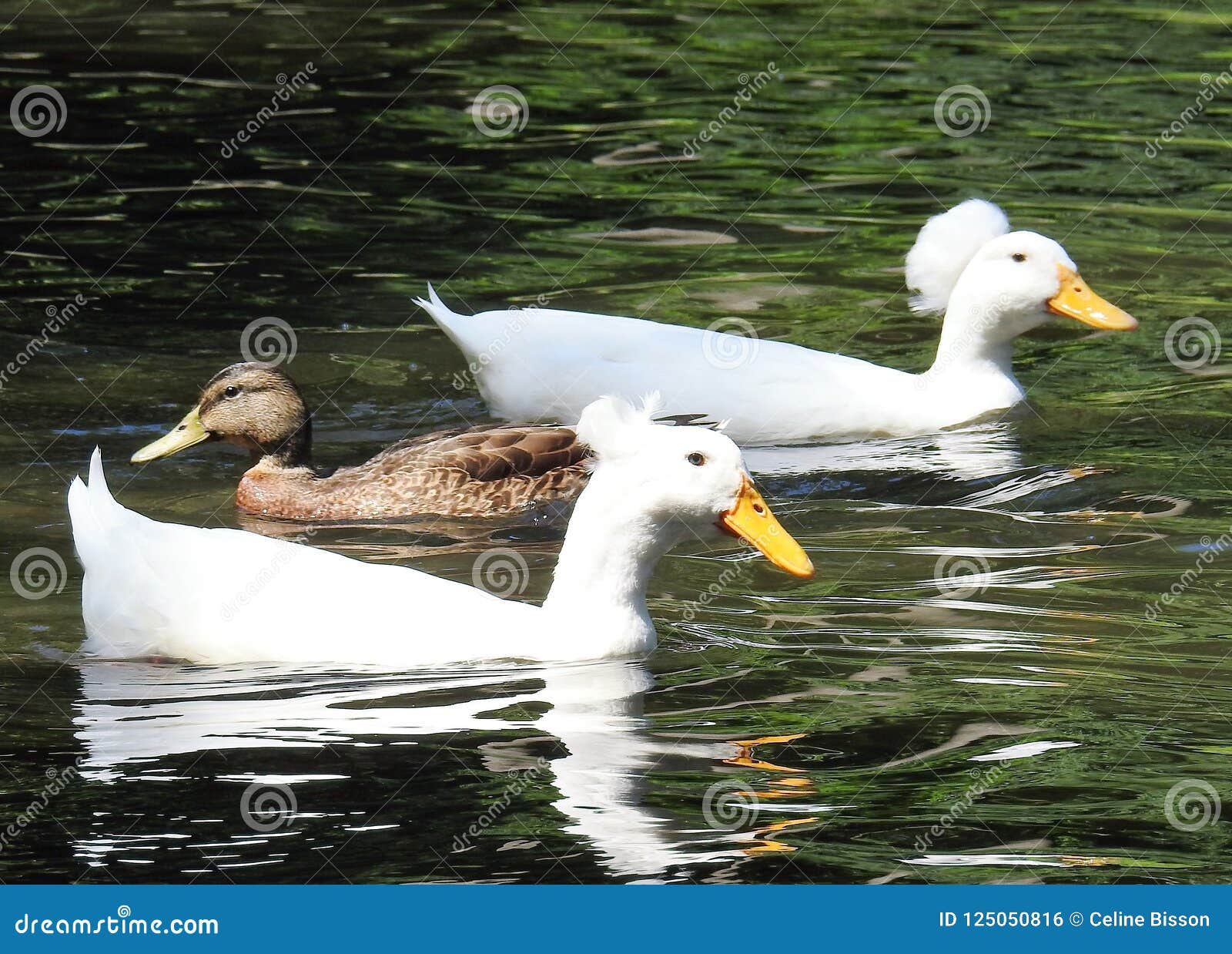Two White Pompom Duck on the River Stock Photo - Image of geese, swim ...
