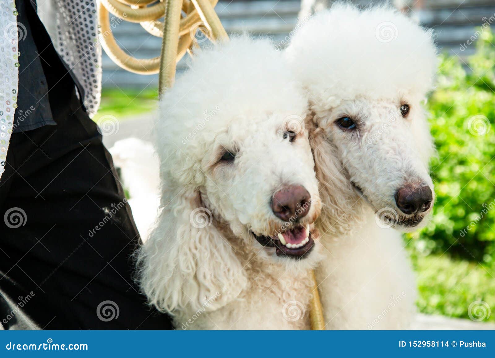 Two White Poodles with Long Ears Stock Photo - Image of expression ...