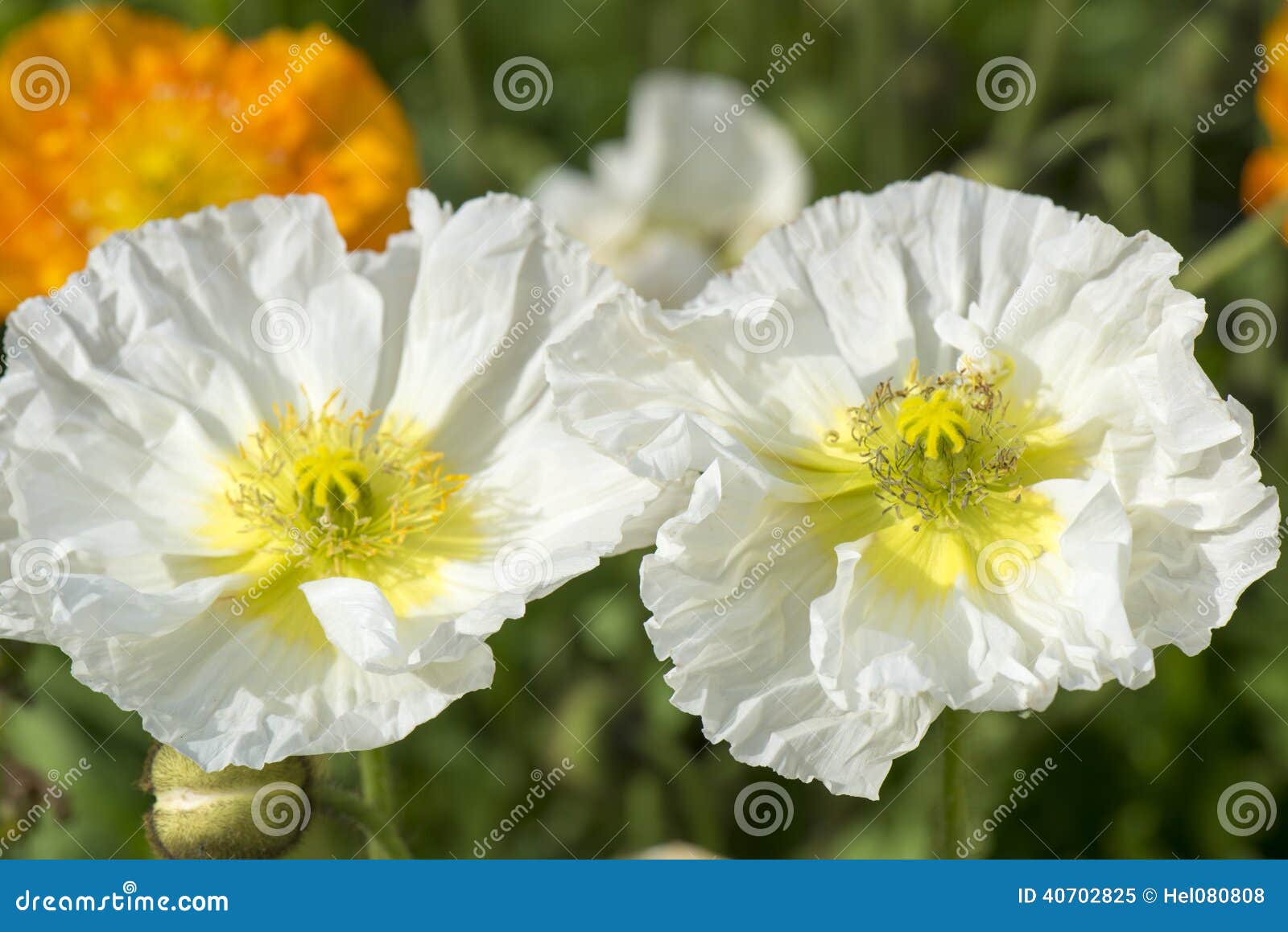 Two white poppies stock image. Image of flower, flowering - 40702825