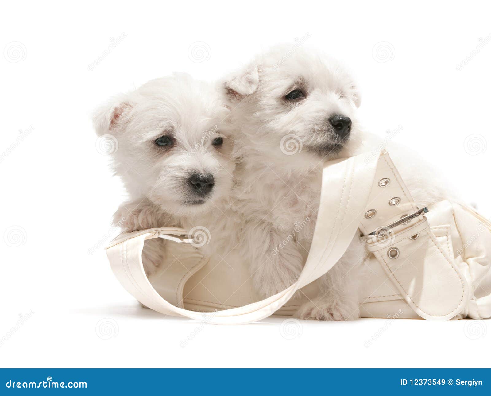Two White Puppies Resting in the Purse Stock Image - Image of puppy ...