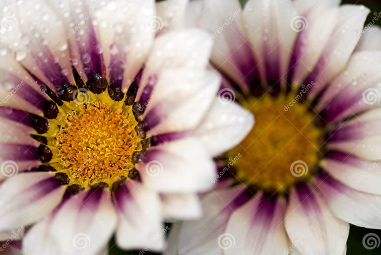 Two White and Purple Flowers Stock Photo - Image of background ...