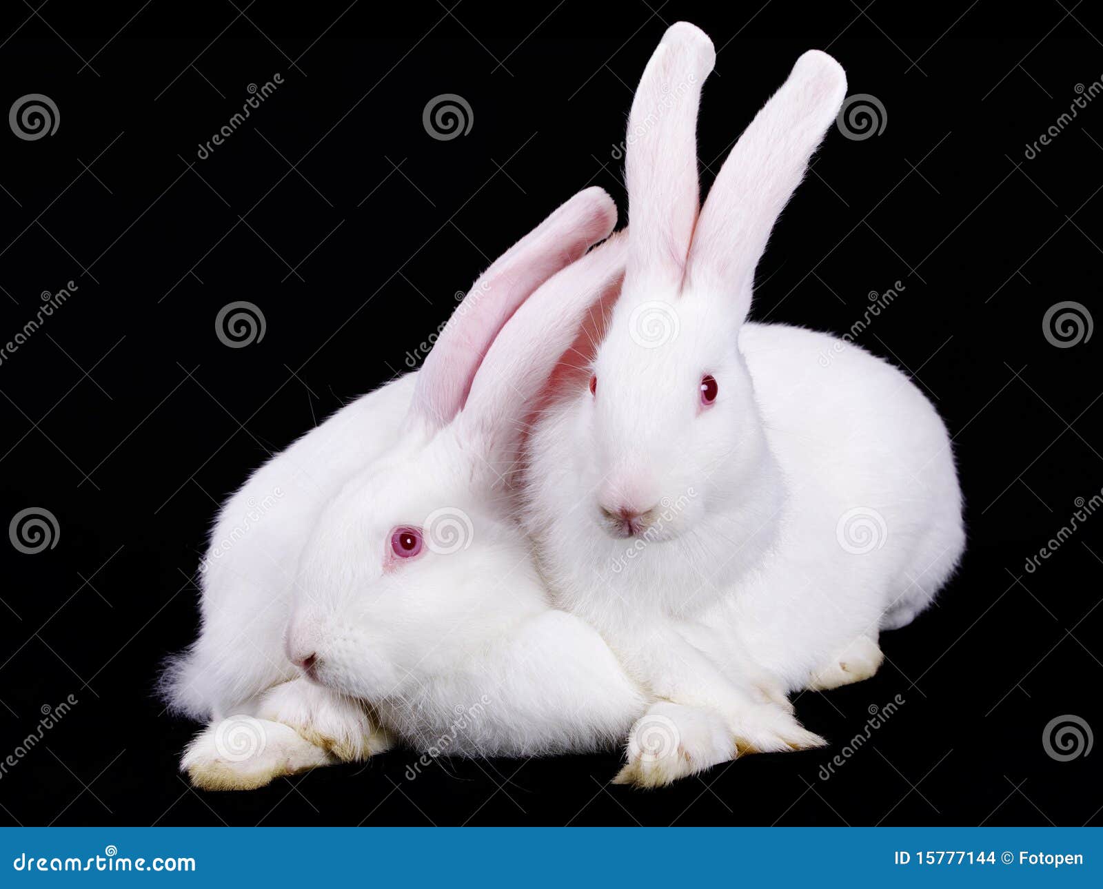7,429 Two White Rabbit Stock Photos - Free & Royalty-Free Stock Photos ...