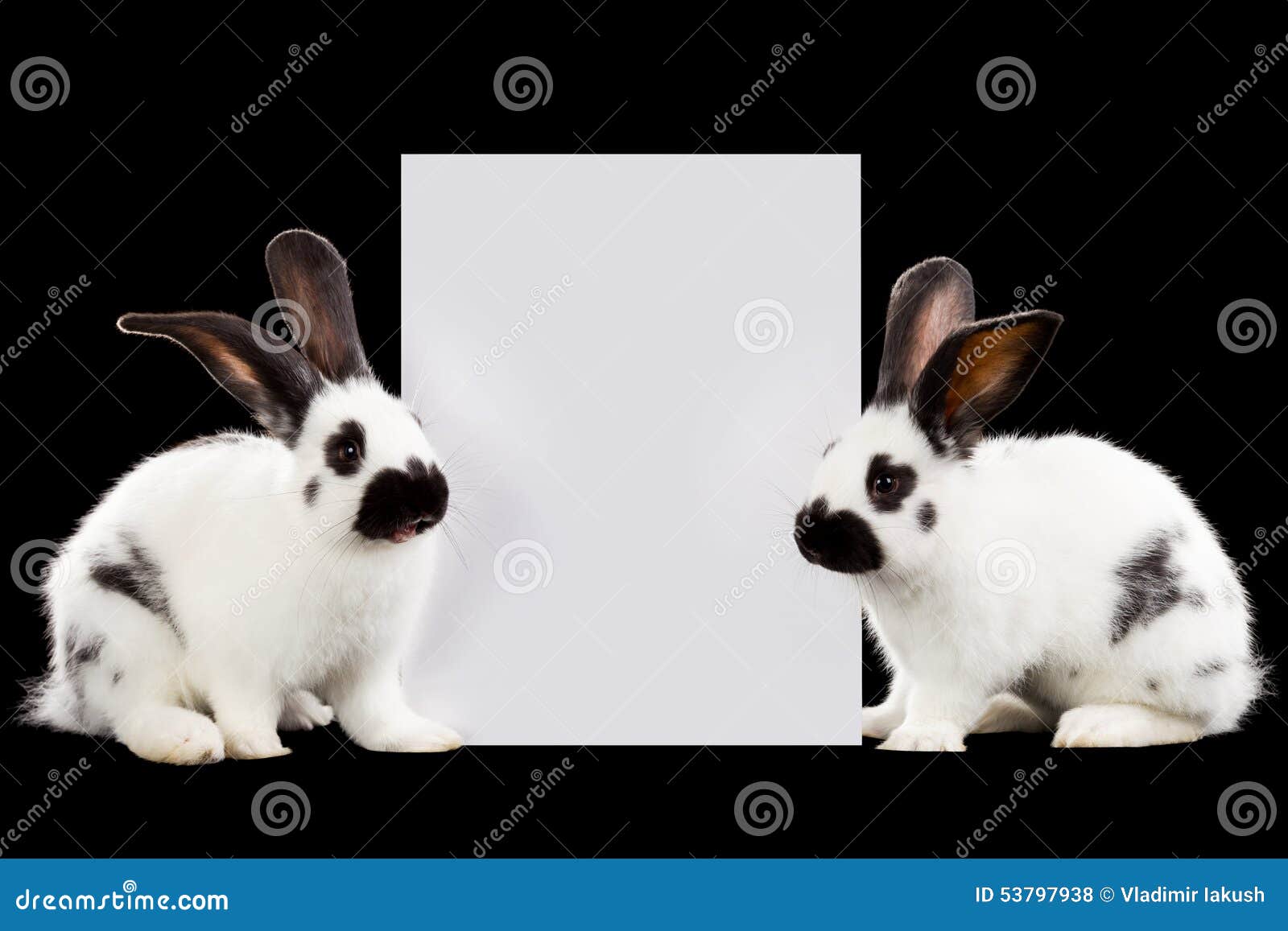 Two white rabbit stock photo. Image of menu, pretty, blank - 53797938