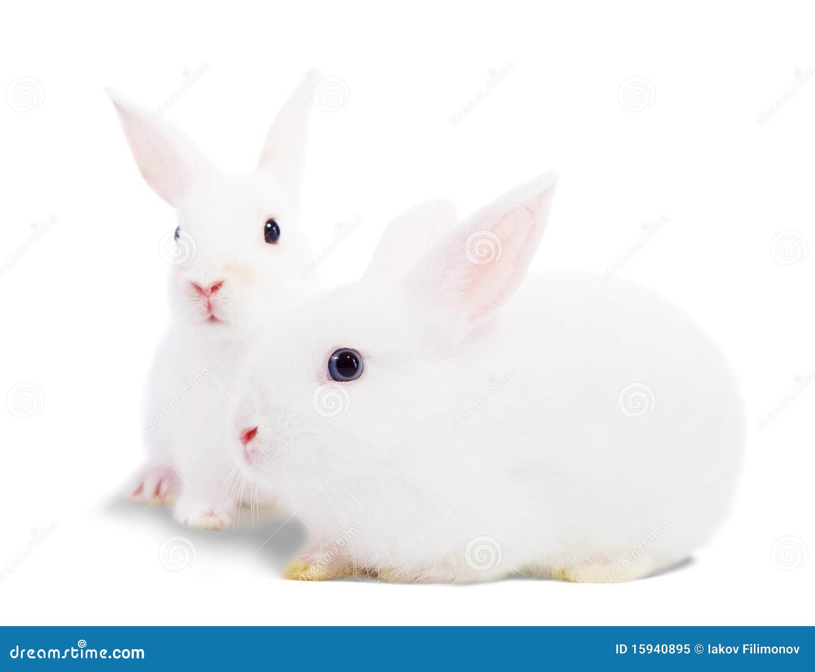 Two white rabbits stock image. Image of bunny, couple - 15940895