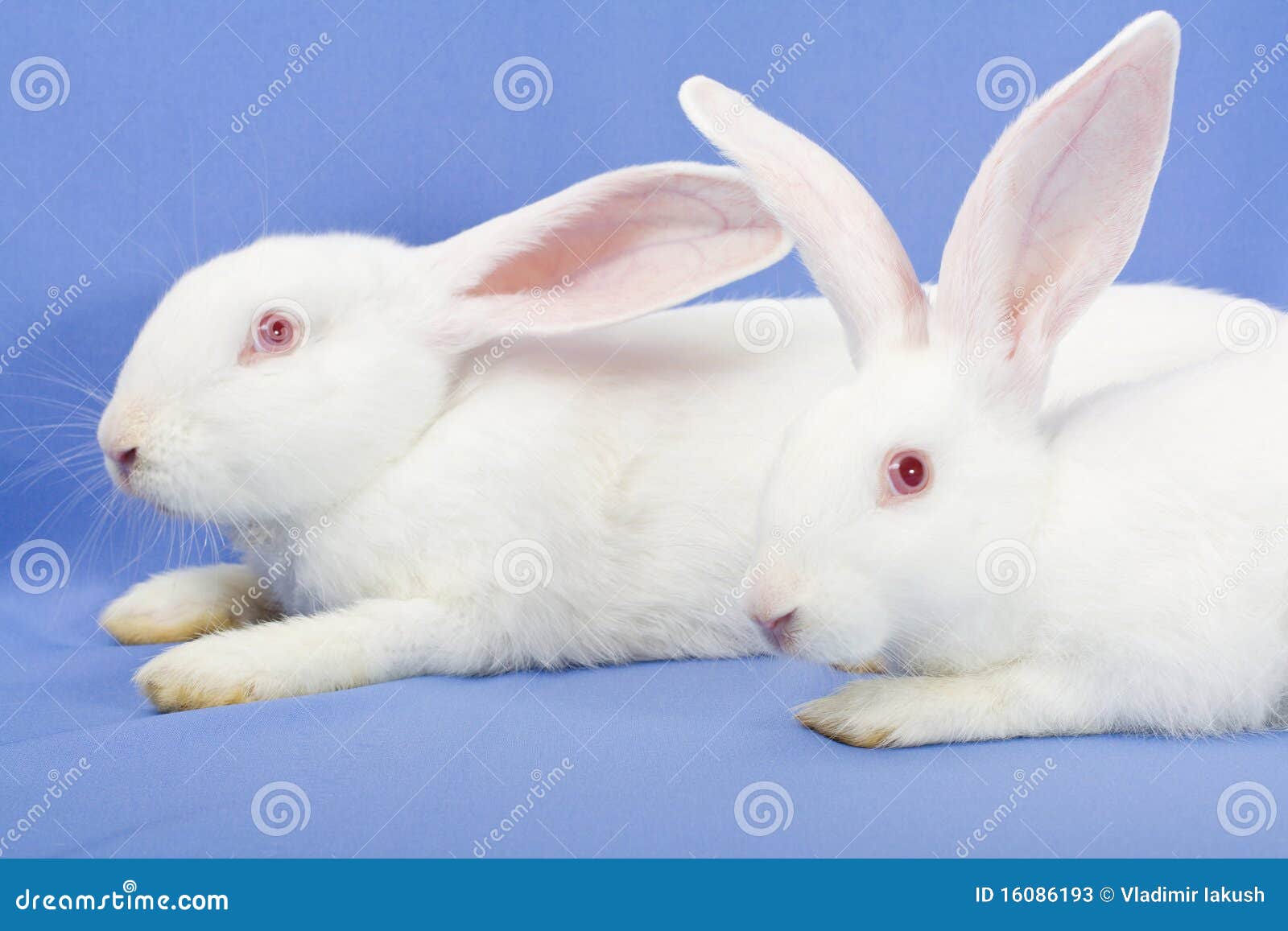 Two white rabbits stock image. Image of flower, isolated - 16086193