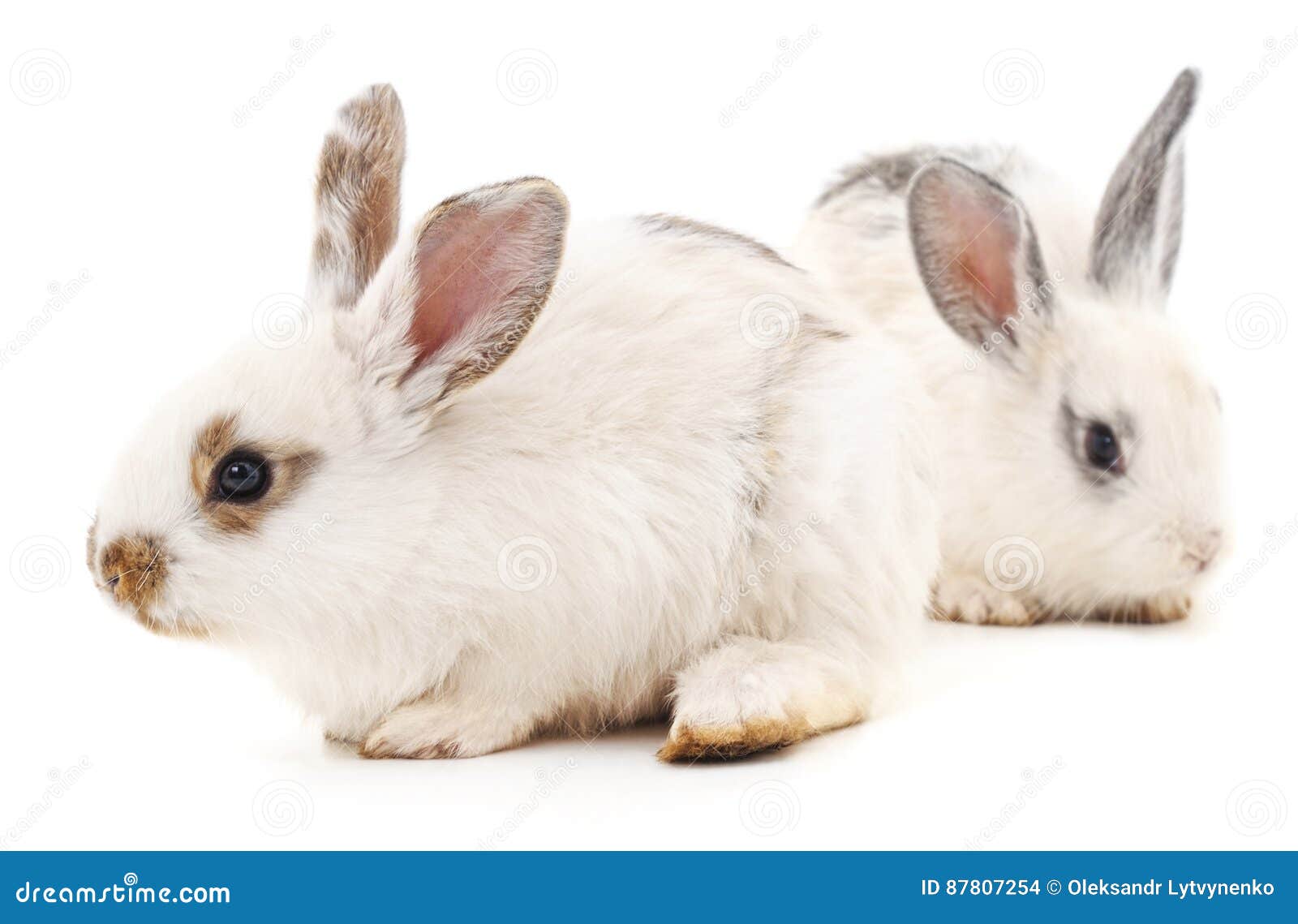 Two white rabbits. stock photo. Image of background, mammals - 87807254