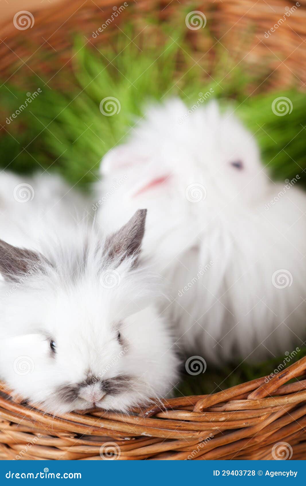Two White Rabbits are in the Basket Stock Photo - Image of mammal ...