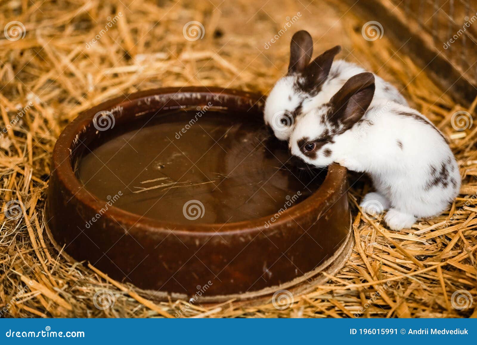 Two White Rabbits Drinking Water from Baked Clay Disc. Selective Focus ...