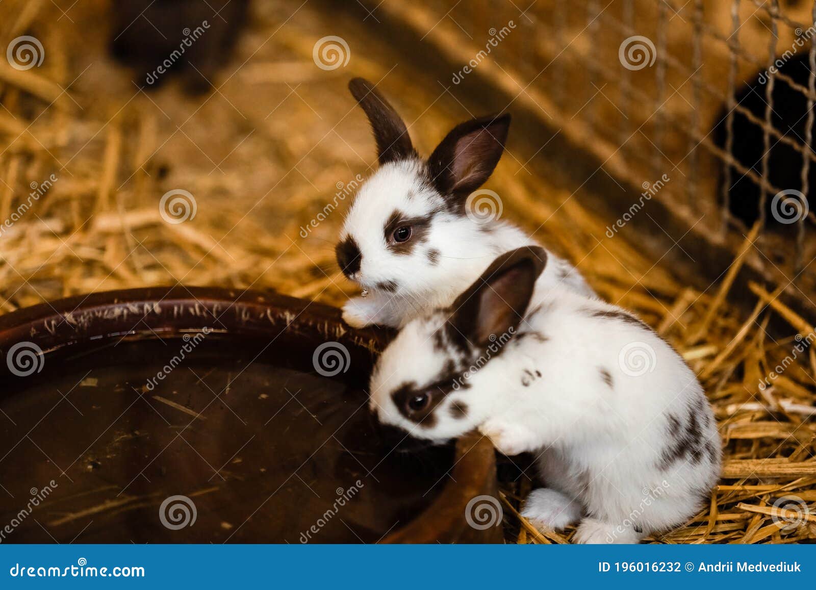Water Rabbit Stock Image | CartoonDealer.com #102222613