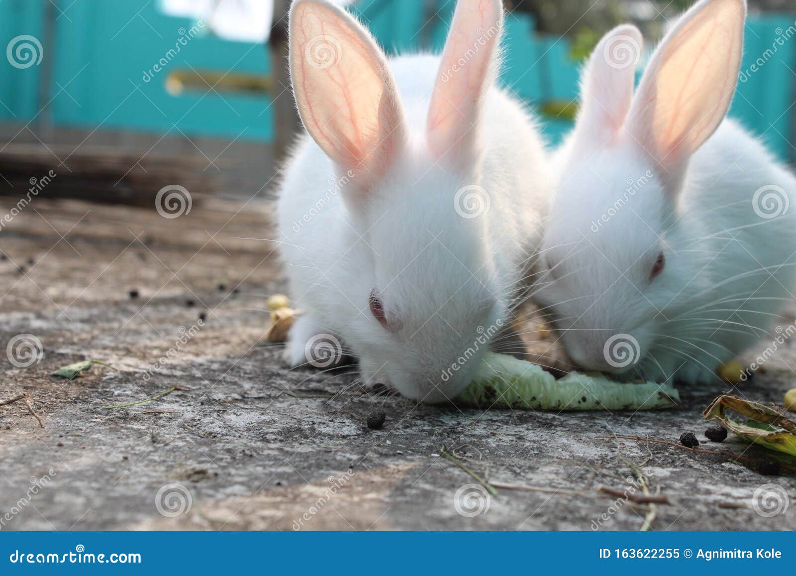 White Rabbits Playing and Enjoying in Their Way Stock Image - Image of ...