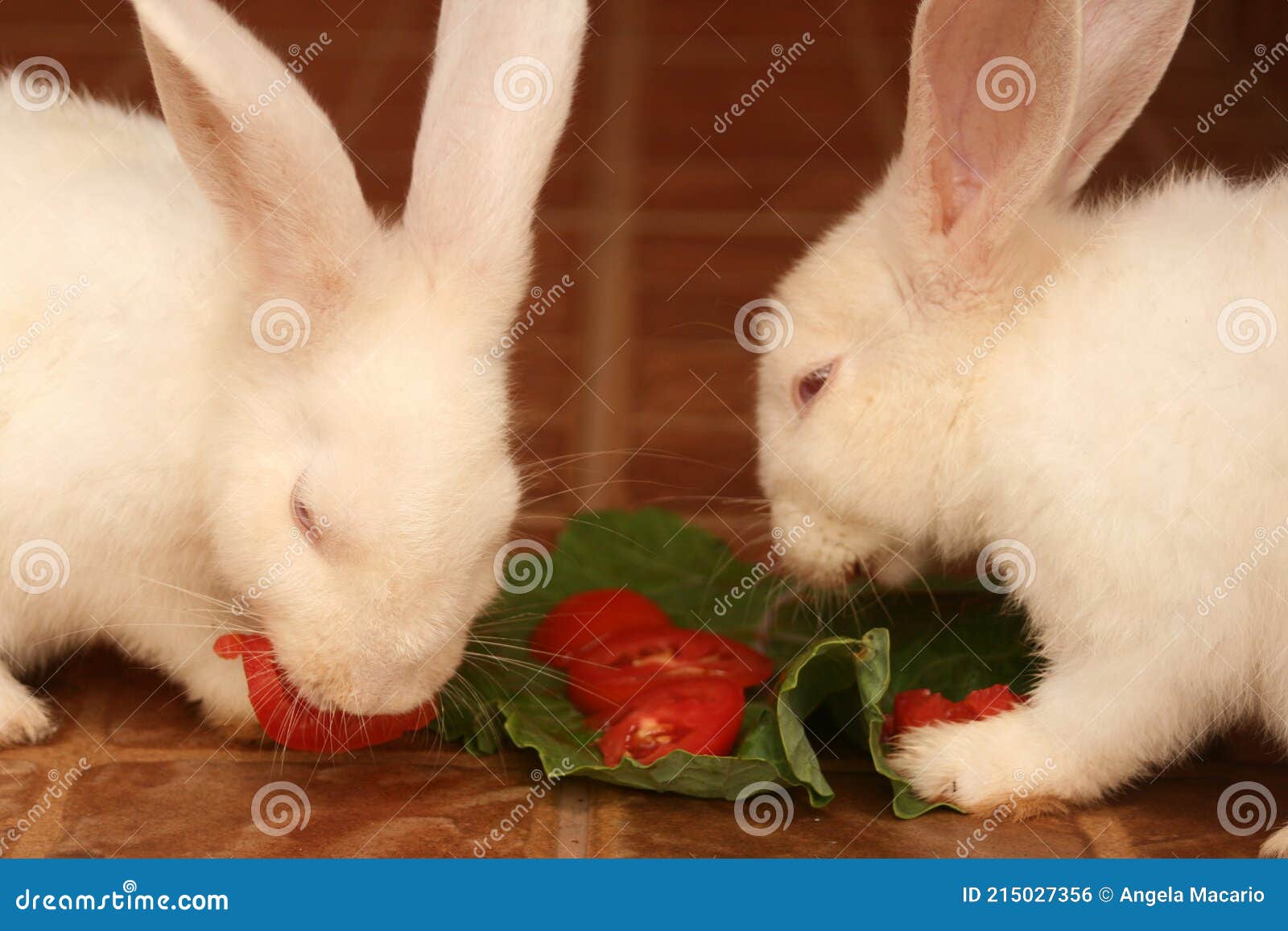 Two White Rabbits Eating Tomato and Kale Leaf. Stock Photo - Image of ...
