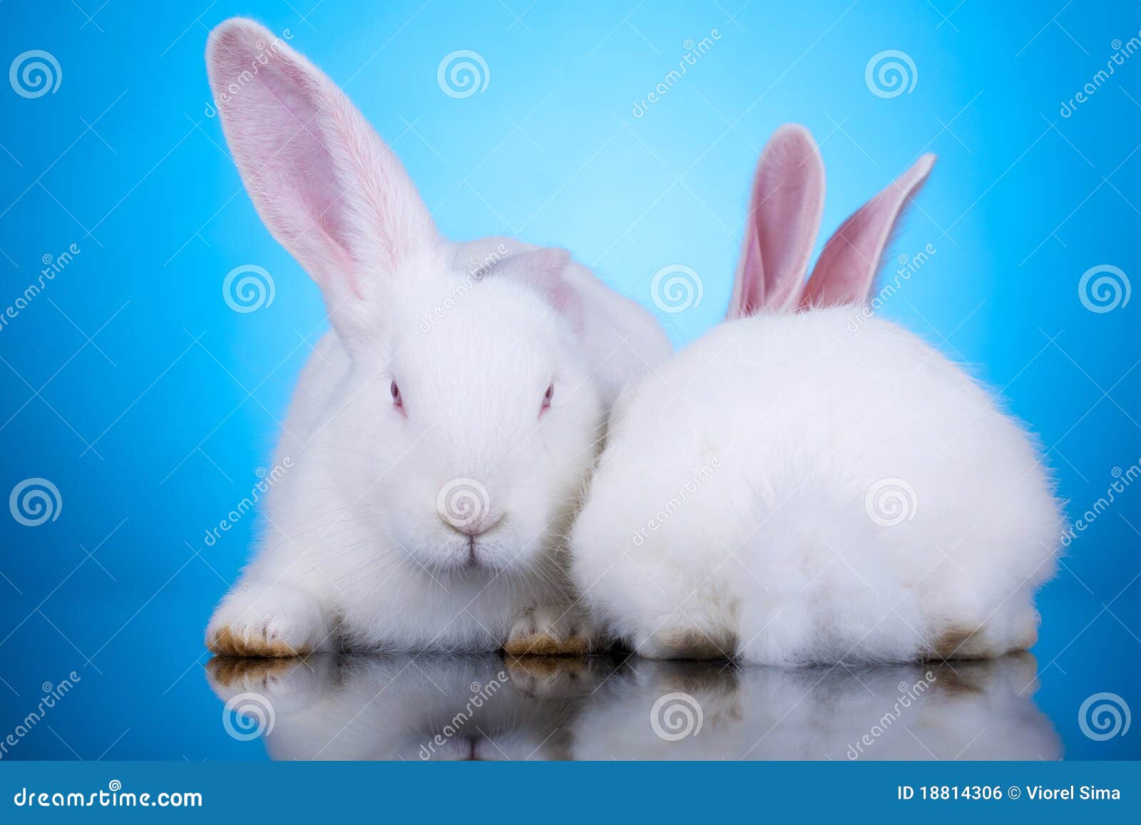 Two White Rabbits in Funny Position Stock Photo - Image of affectionate ...
