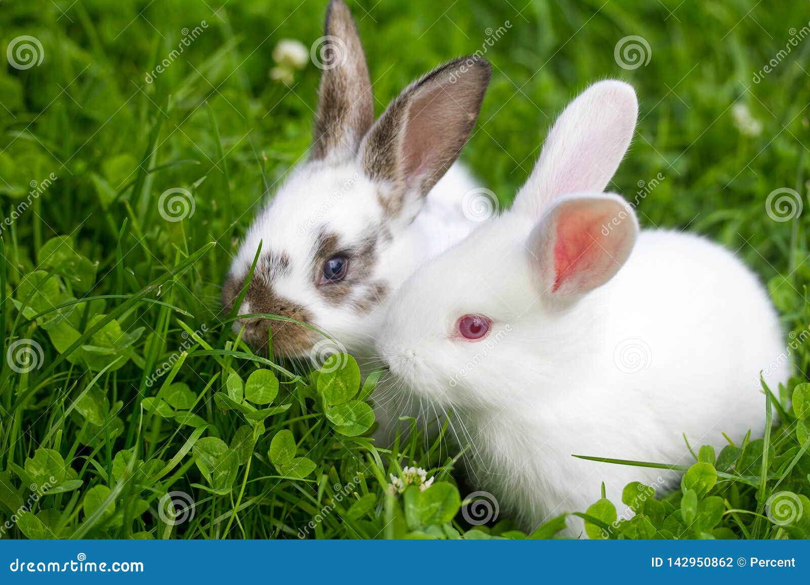Two White Rabbits Sitting in Grass Stock Photo - Image of cute, clover ...