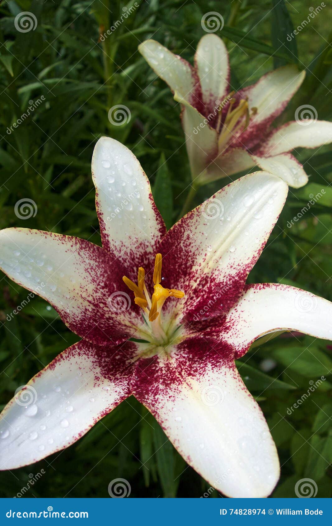 Two White and Red Stargazer Lily Stock Photo - Image of open, summer ...