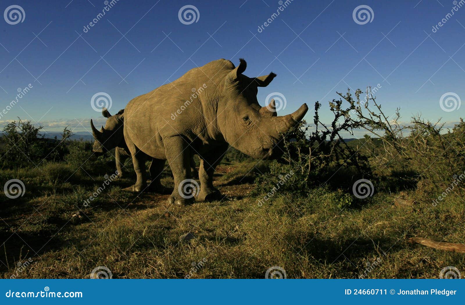 Two white rhino approching stock image. Image of angle - 24660711