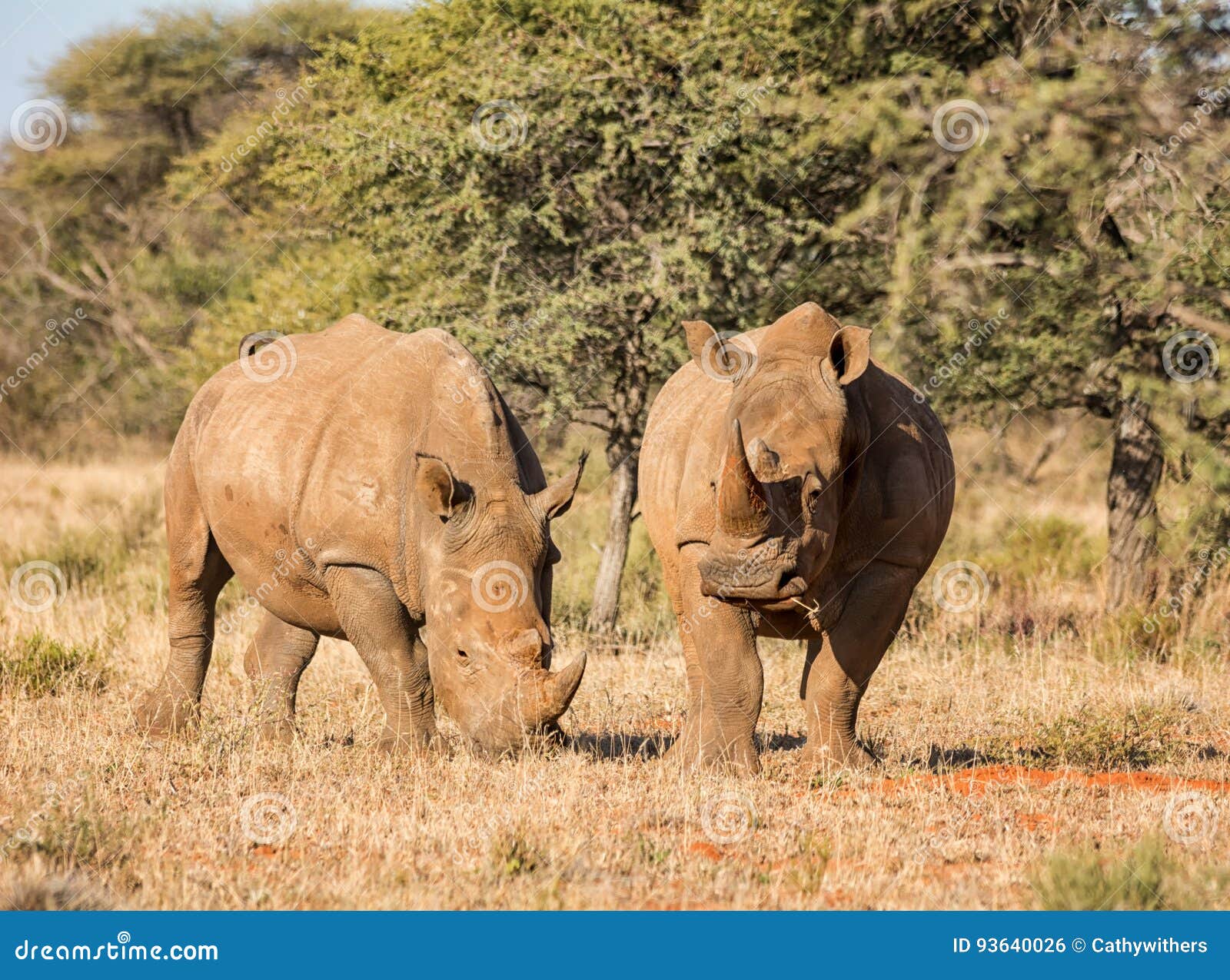 Two White Rhino stock photo. Image of bush, green, african - 93640026
