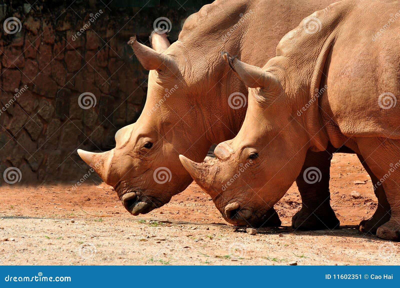 Two White Rhinoceros stock image. Image of mammals, africa - 11602351
