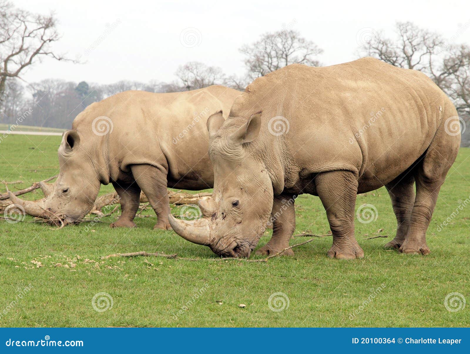 Two White Rhinoceros stock photo. Image of animals, animal - 20100364