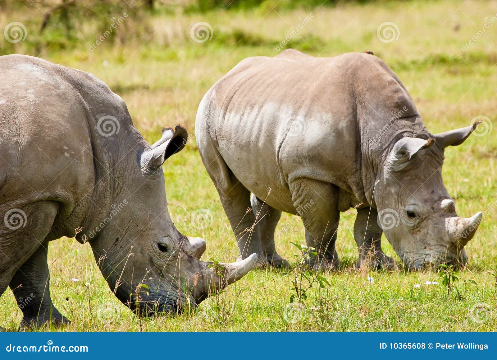 Two White Rhinoceros Grazing Stock Photo - Image of grass, white: 10365608
