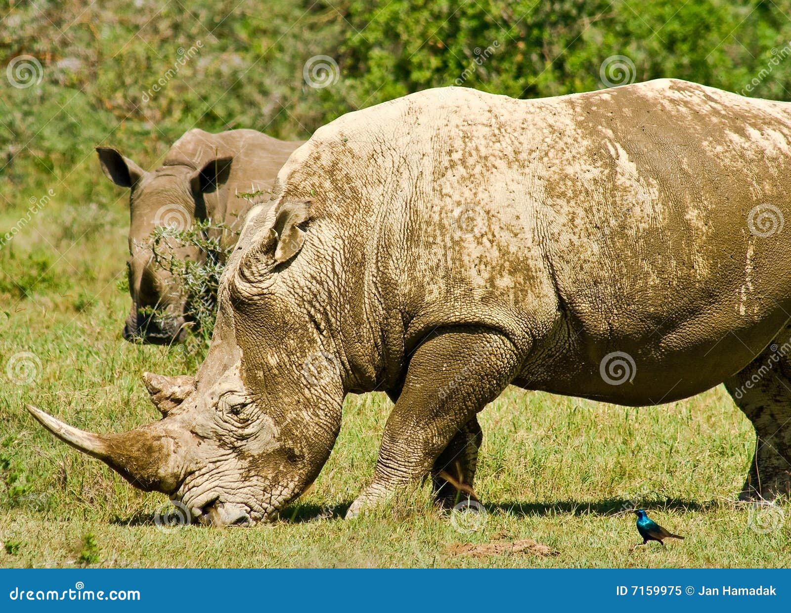 Two white rhinos stock image. Image of national, grass - 7159975