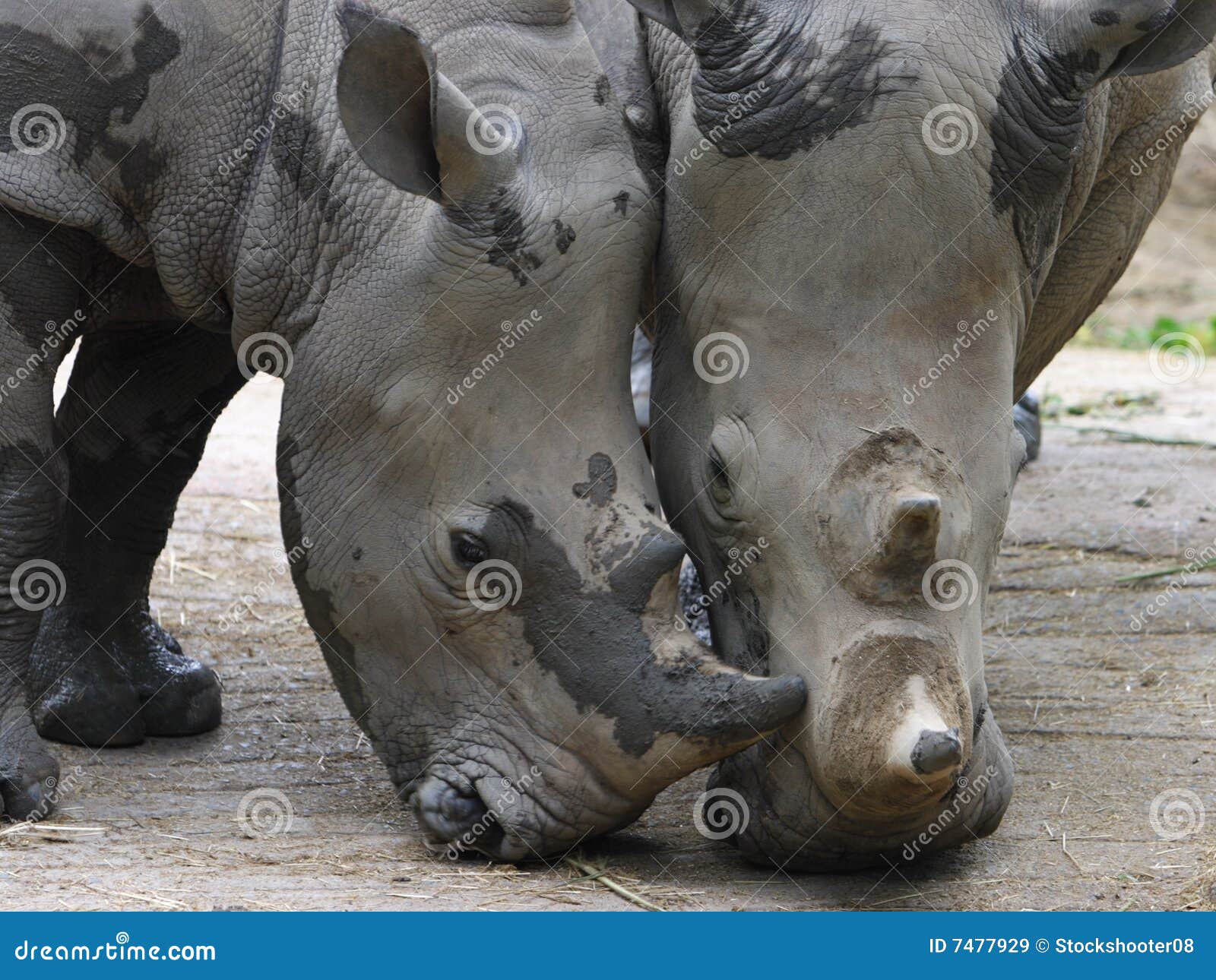 Two White Rhinos stock image. Image of endangered, white - 7477929