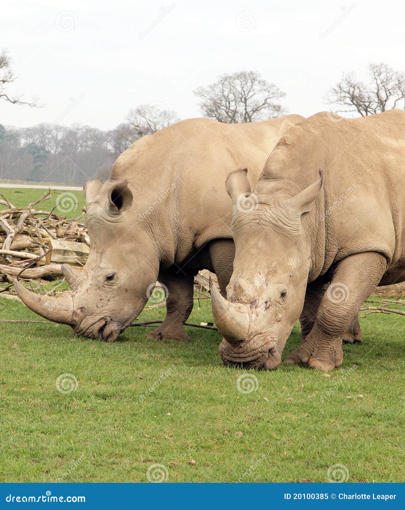 Two White Rhinos eating stock image. Image of woburn - 20100385
