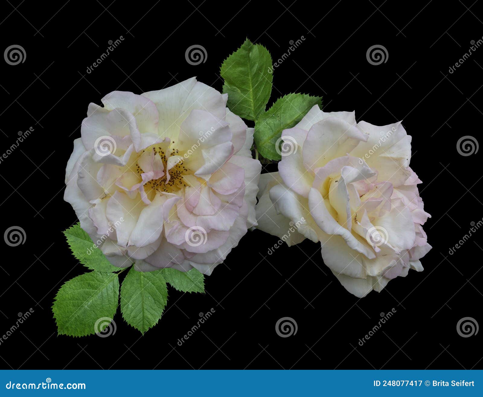 Two White Rose Flowers Closeup. Spring Flowers Isolated on Black ...